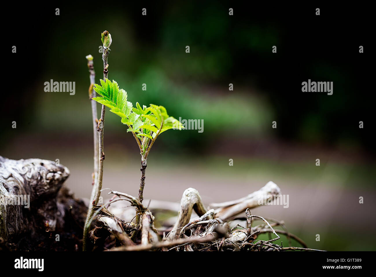 A young Mountain Ash tree shoots from the roots of a fallen tree at ...