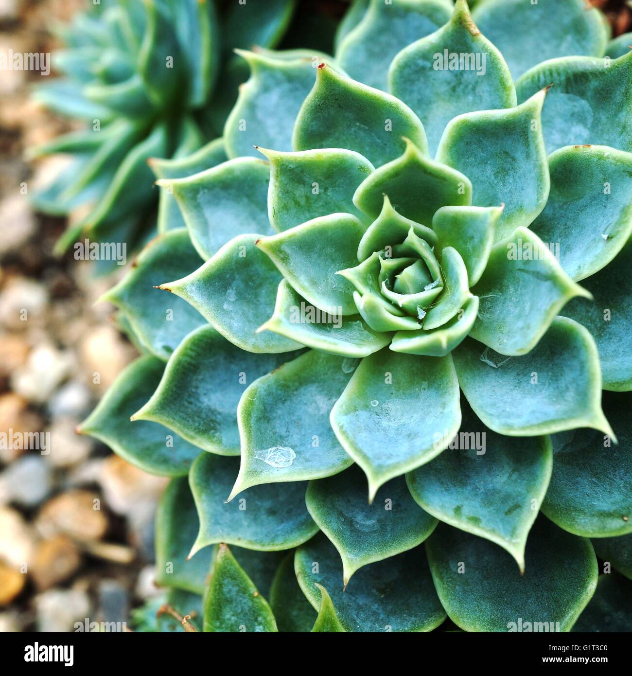 Rosette succulent hi-res stock photography and images - Alamy