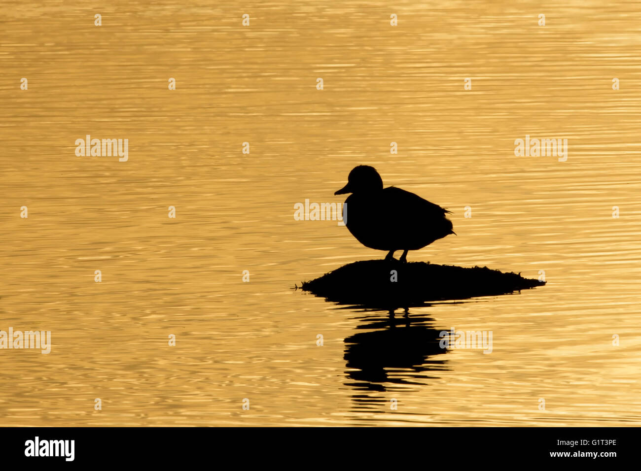 Duck silhouette hi-res stock photography and images - Alamy