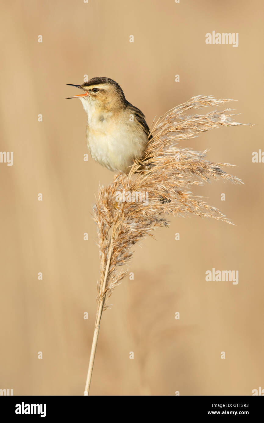 sedge warbler singing Stock Photo - Alamy