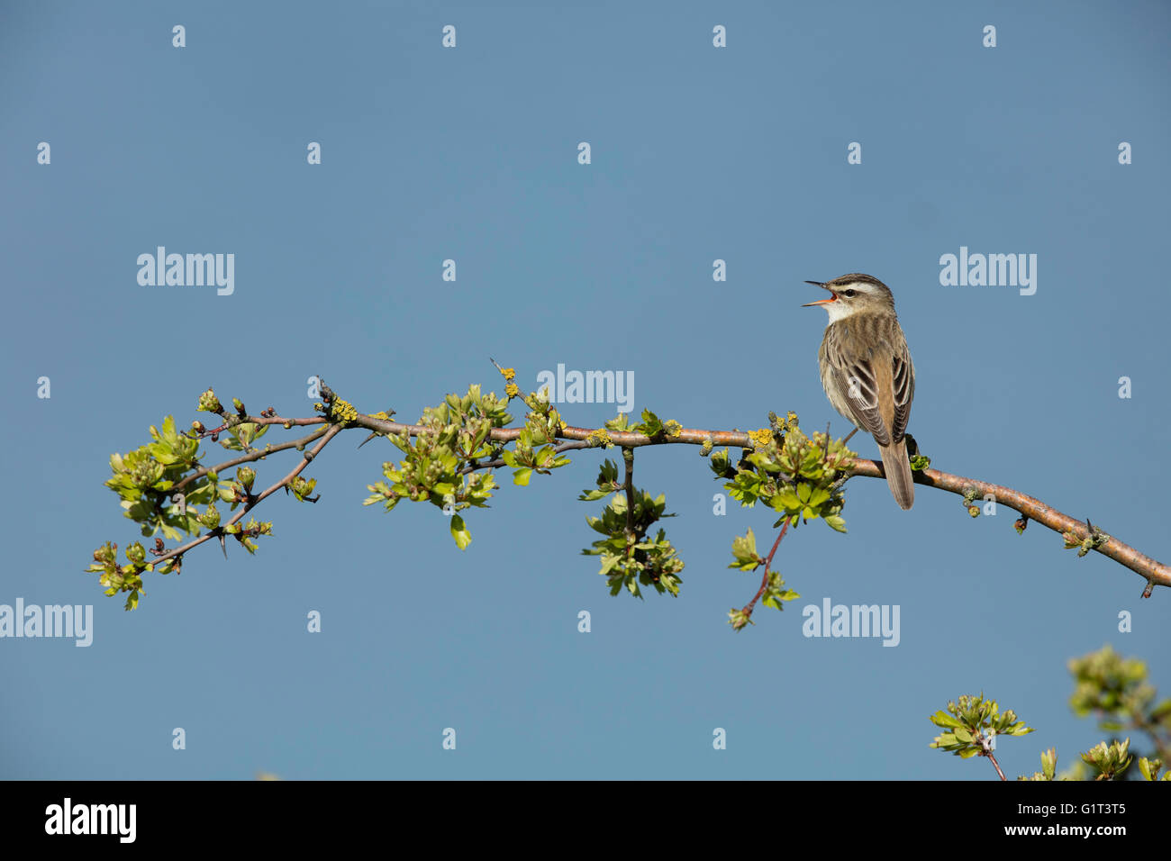 sedge warbler singing Stock Photo - Alamy