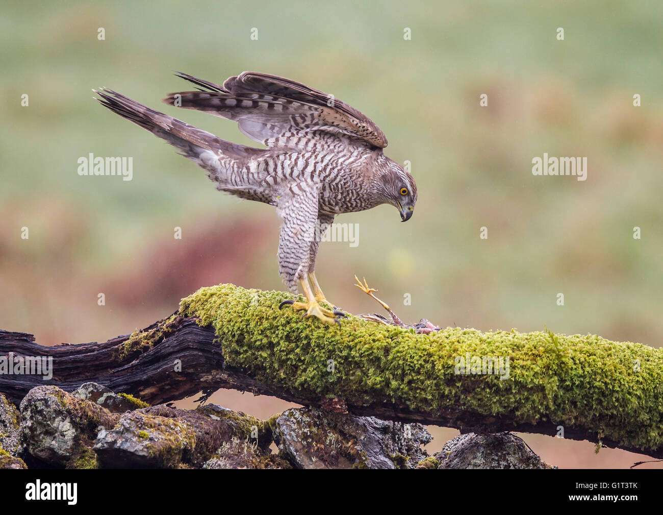 Goshawk hi-res stock photography and images - Alamy