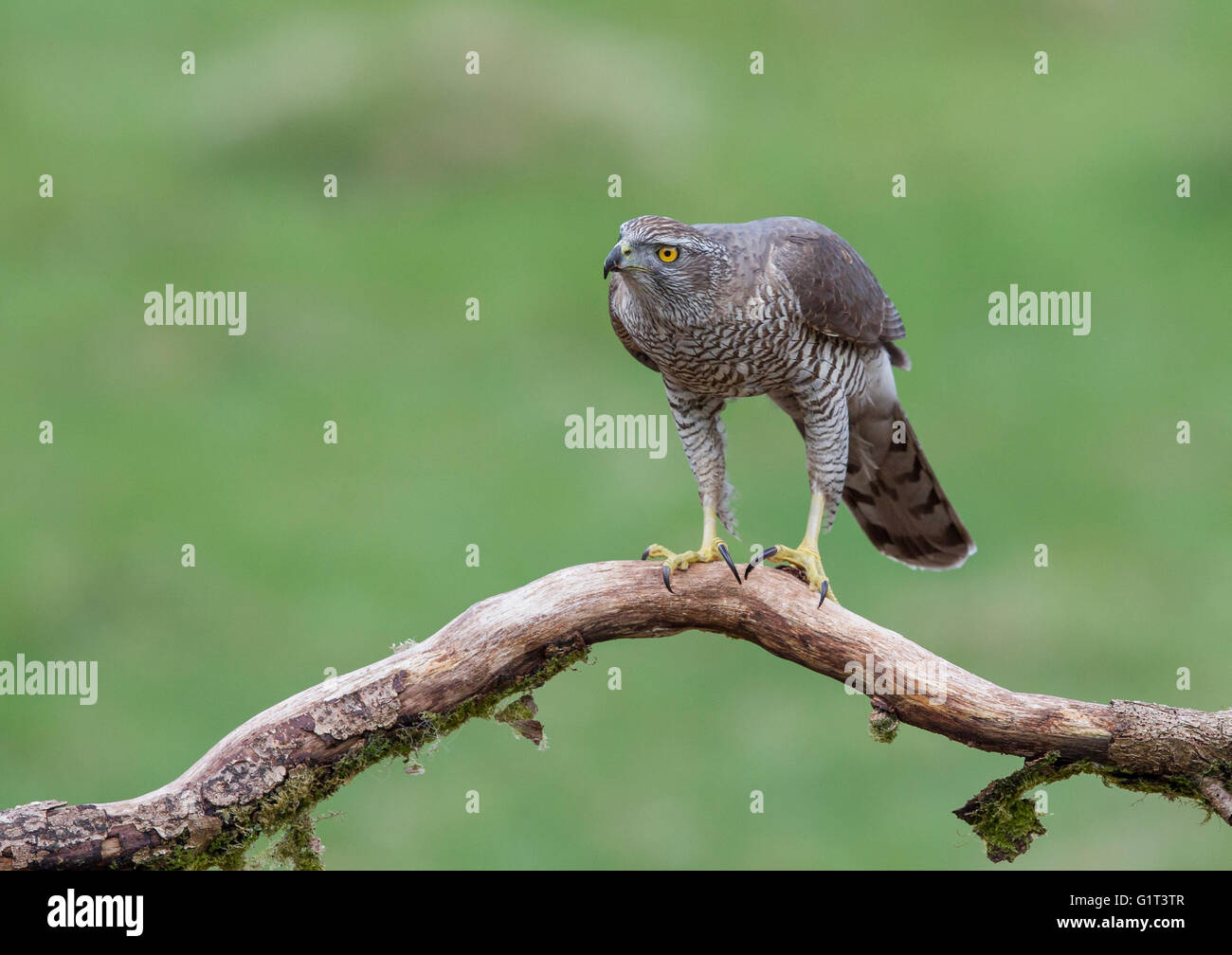 Goshawk hi-res stock photography and images - Alamy