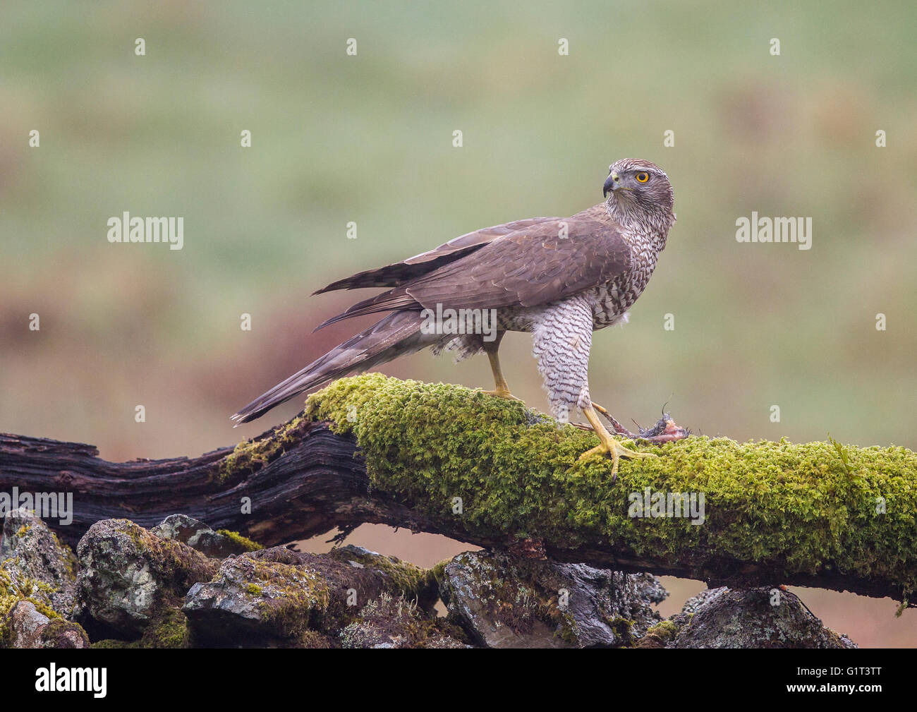 Killer hawk hi-res stock photography and images - Alamy