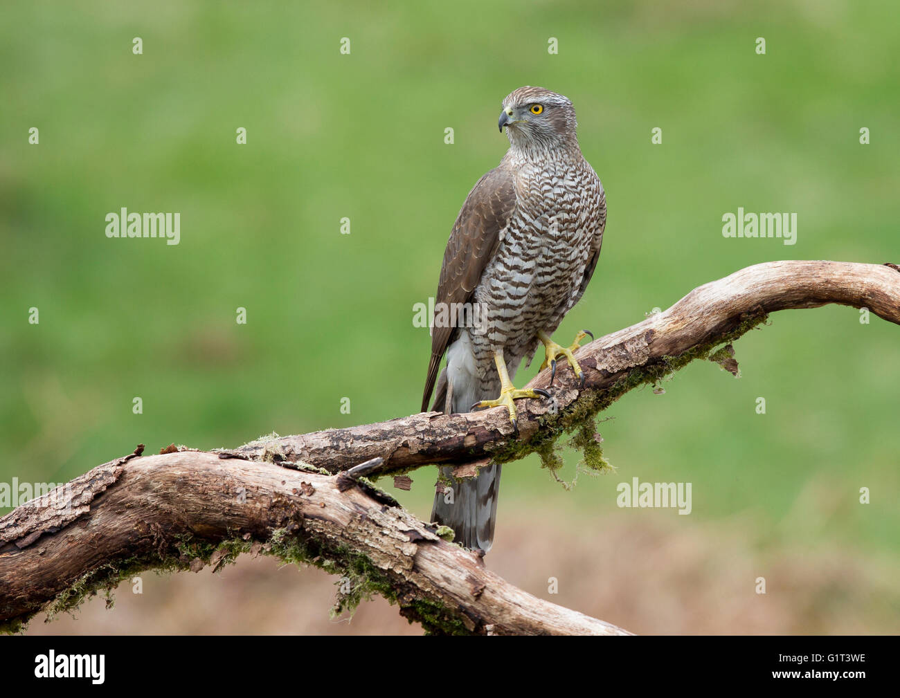 Killer hawk hi-res stock photography and images - Alamy