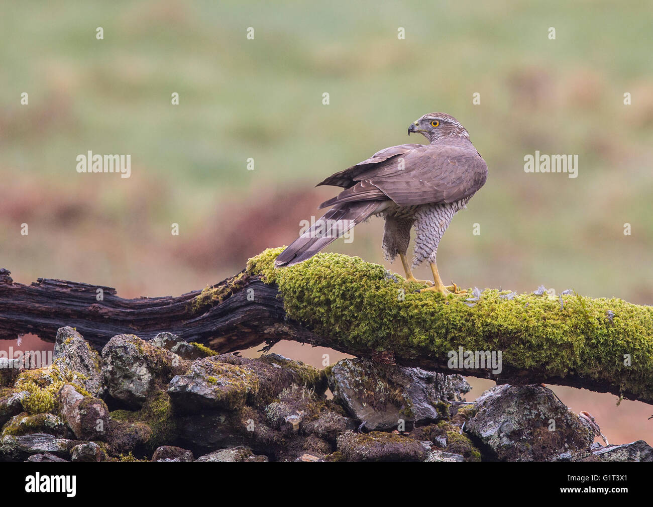 Goshawk hi-res stock photography and images - Alamy
