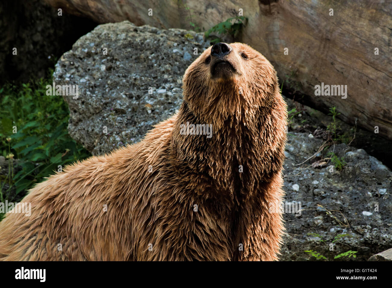 Bear portrait in Salzburg zoo in Austria Stock Photo - Alamy