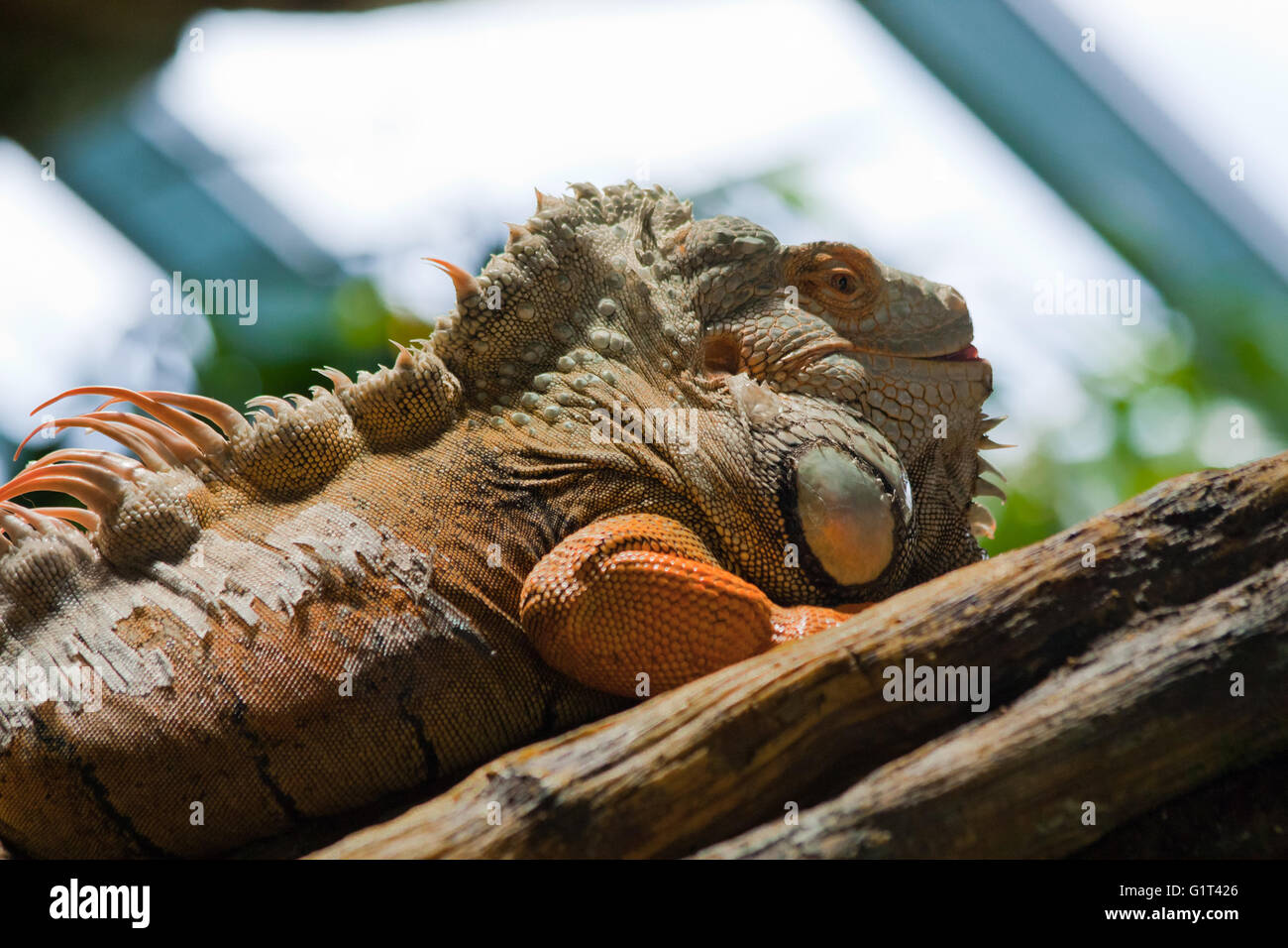 Large lizard hi-res stock photography and images - Alamy