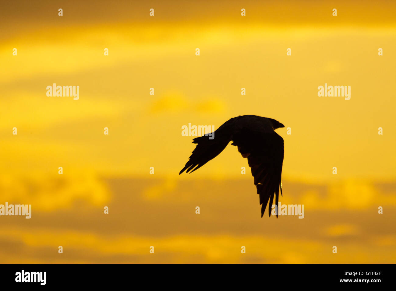 Silhouette of flying crow hi-res stock photography and images - Alamy