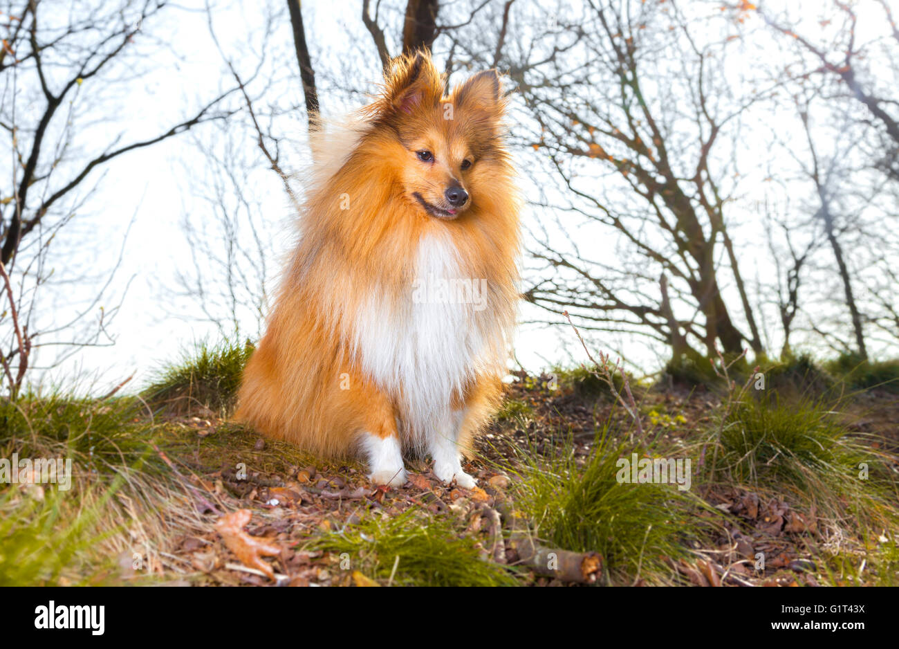 Shelty dog hi-res stock photography and images - Alamy