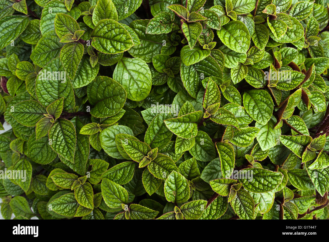 Beauty of anture hi-res stock photography and images - Alamy