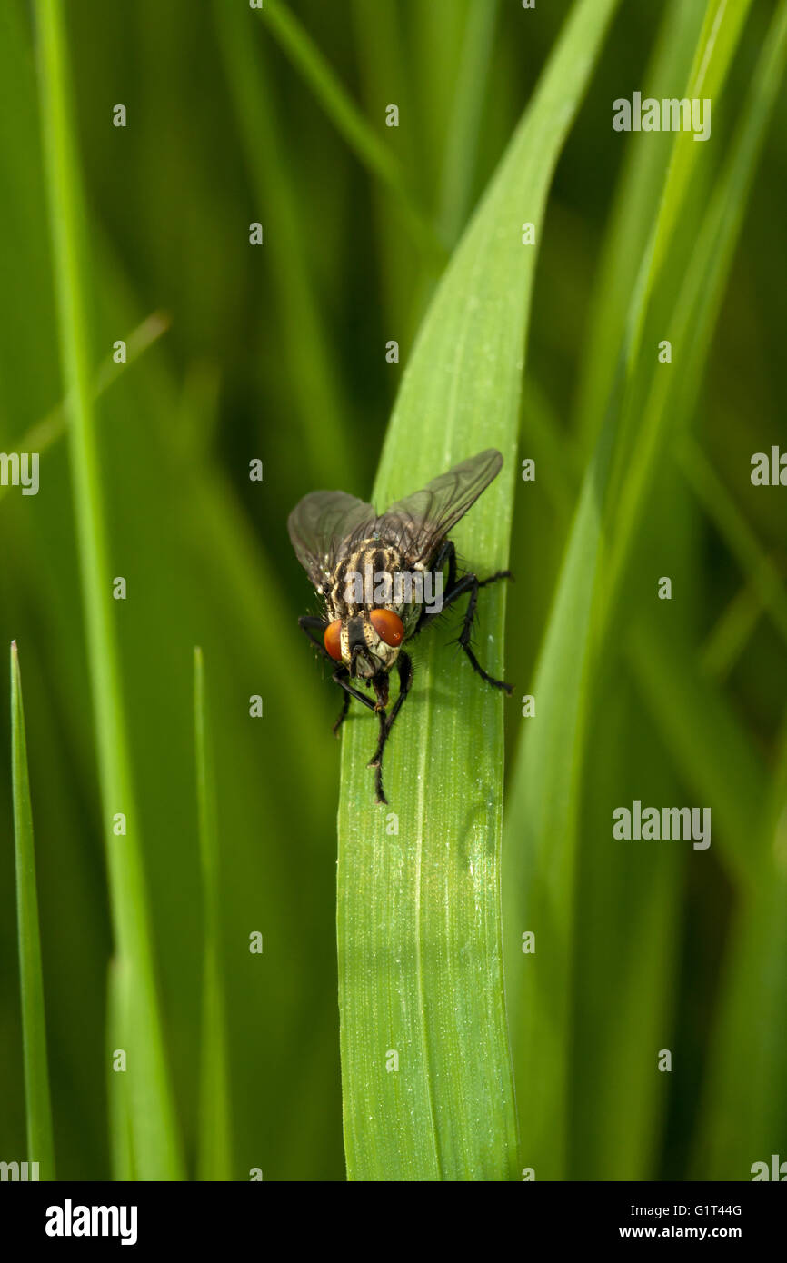 Grass insects hi-res stock photography and images - Alamy