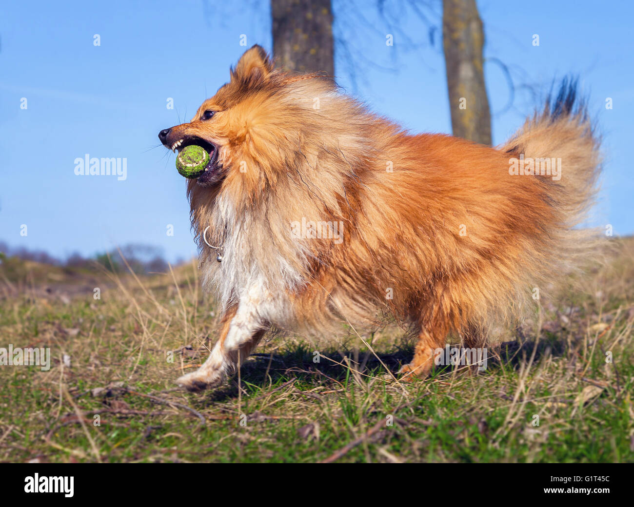 Shetland Sheepdog play with a ball Stock Photo - Alamy