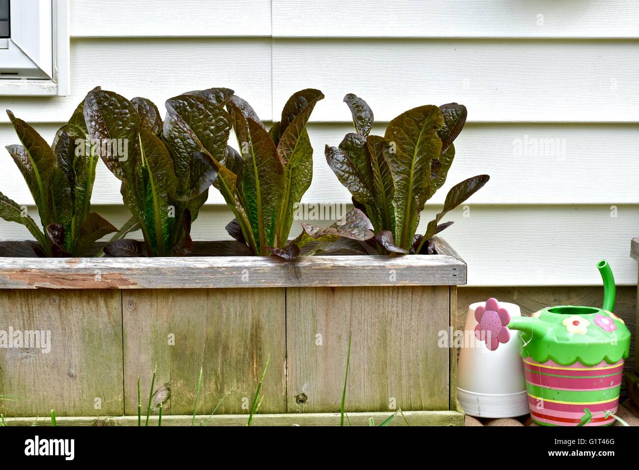 Growing lettuce in a box hi-res stock photography and images - Alamy