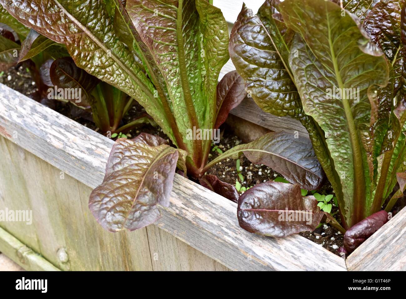 Planters box hi-res stock photography and images - Alamy