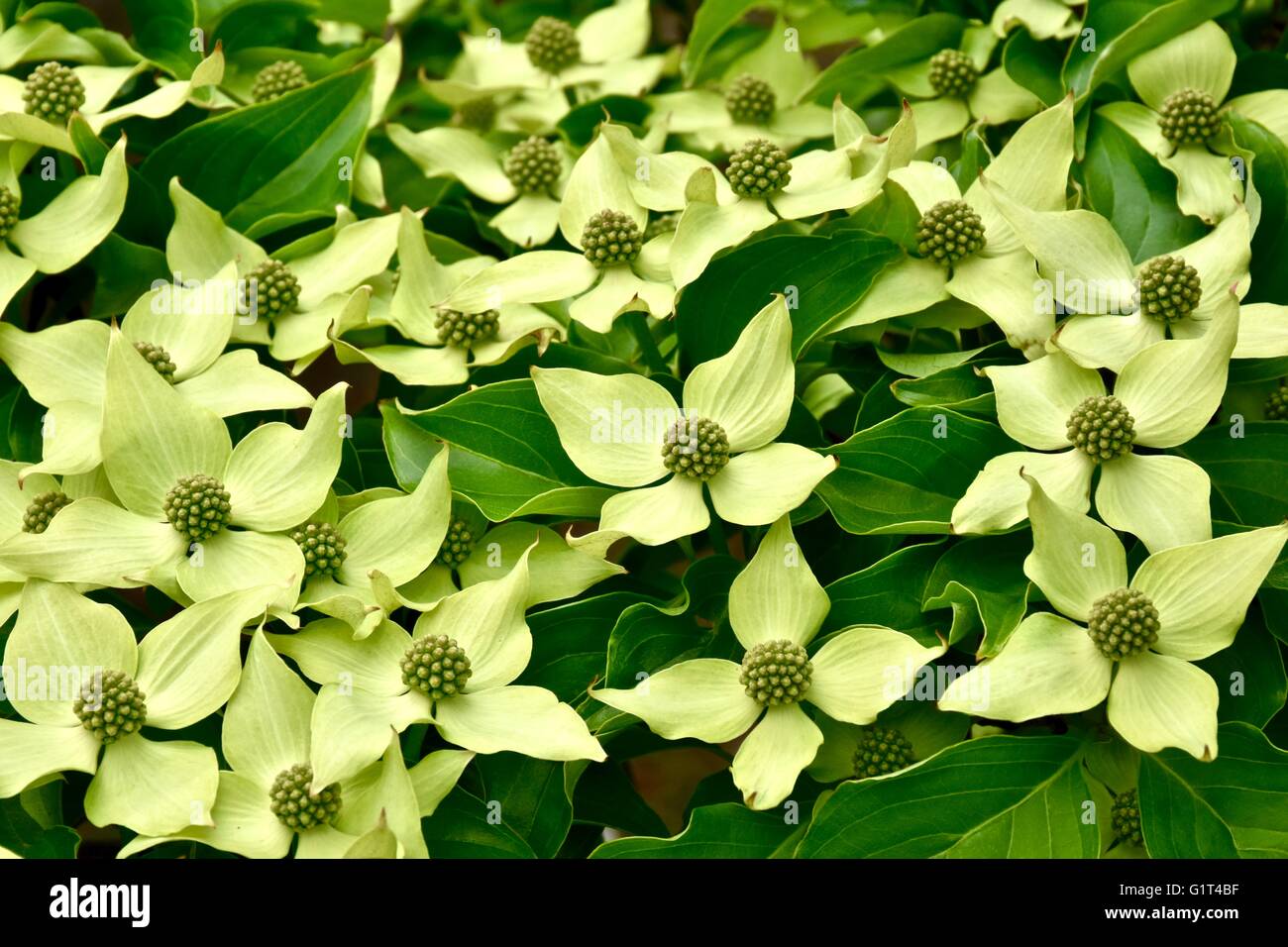 Lush bloom hi-res stock photography and images - Alamy