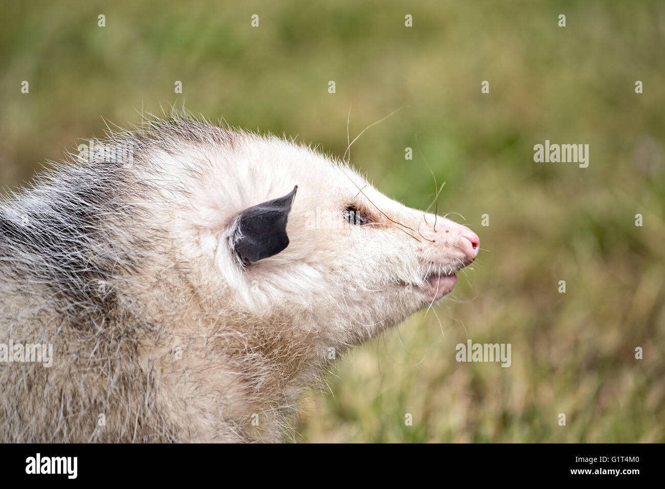 Head shot of a Virginia Opossum in nature in Fairfield, California, USA ...