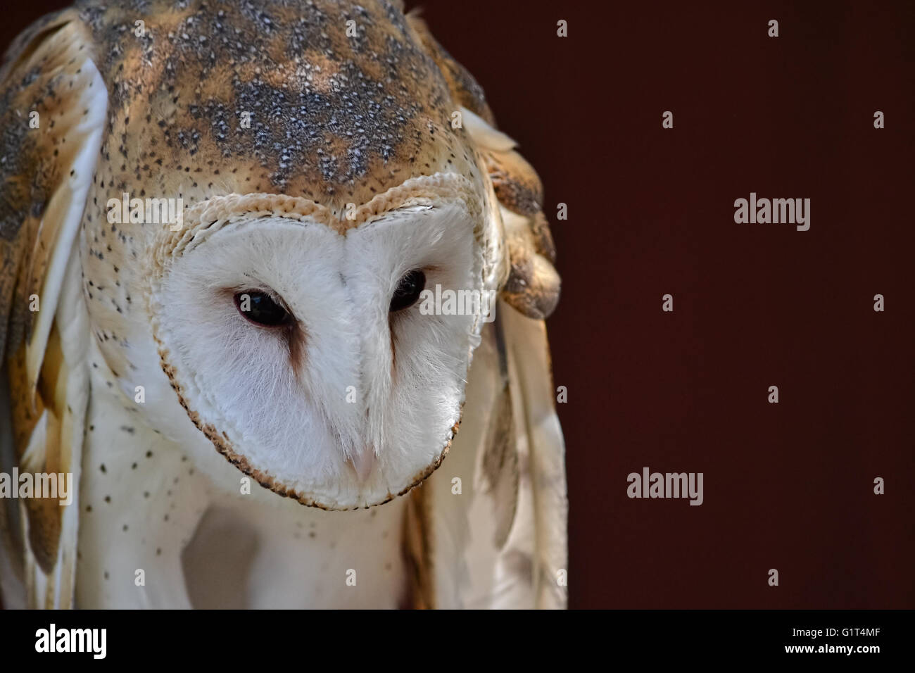 Close up on the face of a barn owl, Tyto alba, against red barn ...
