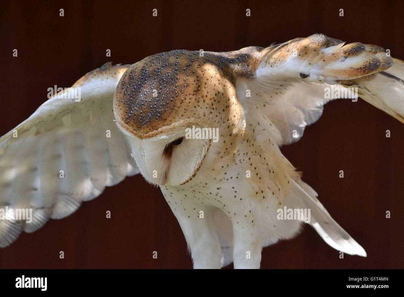 Close up on a barn owl, Tyto alba, flapping the wings, against red barn ...