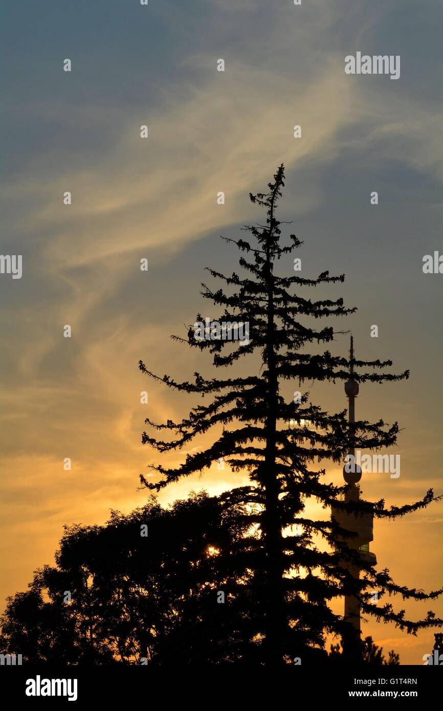 Pine tower hi-res stock photography and images - Alamy
