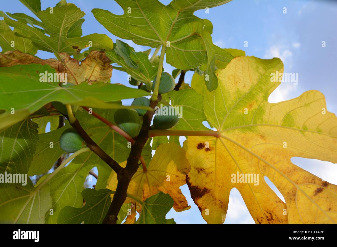 August tree leaves hi-res stock photography and images - Alamy