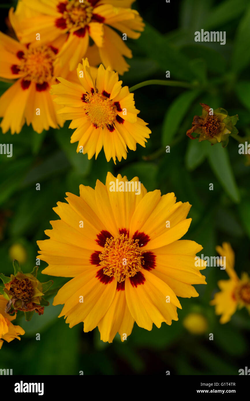 Coreopsis grandiflora hi-res stock photography and images - Alamy