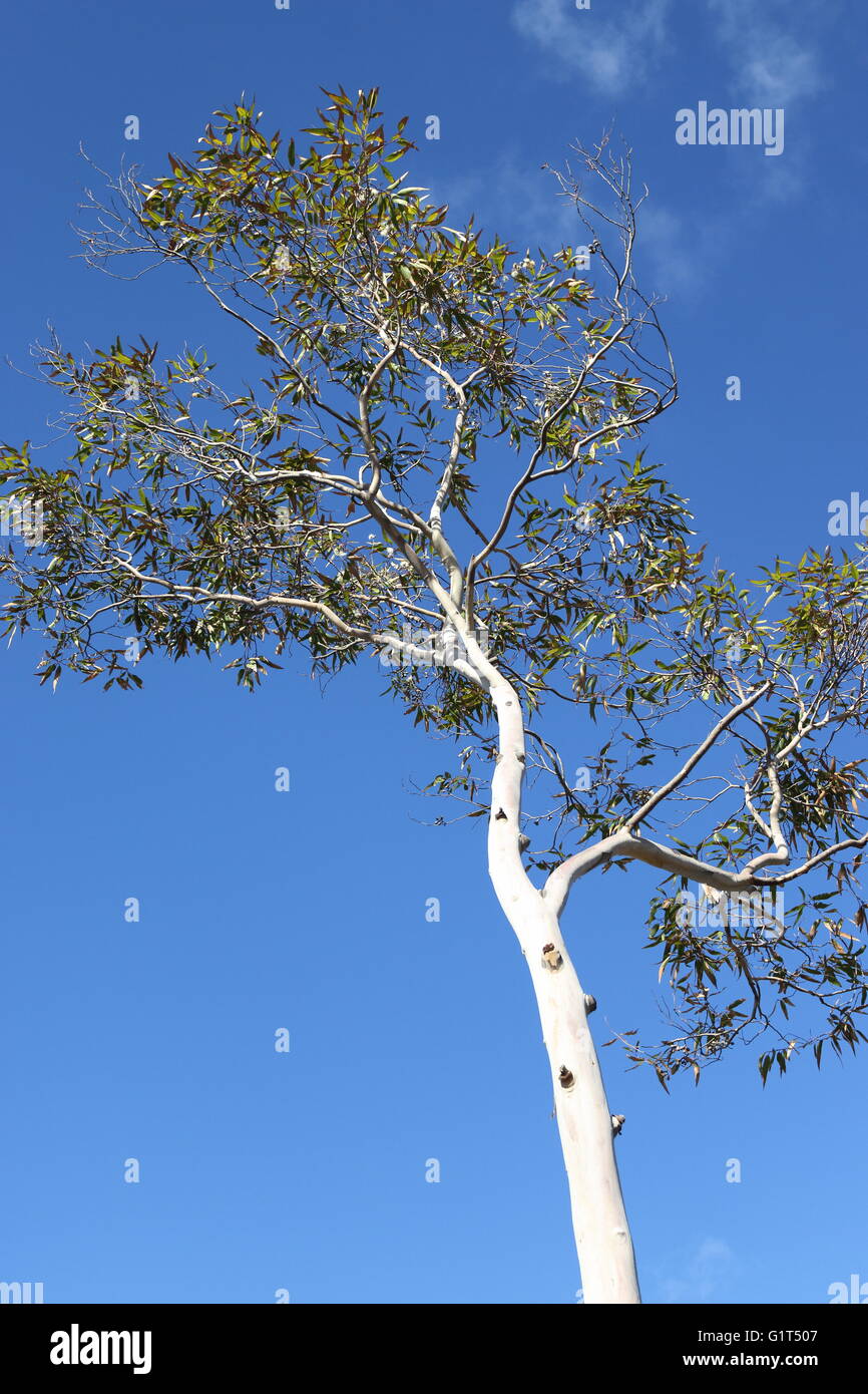 Eucalyptus tree australia hi-res stock photography and images - Alamy