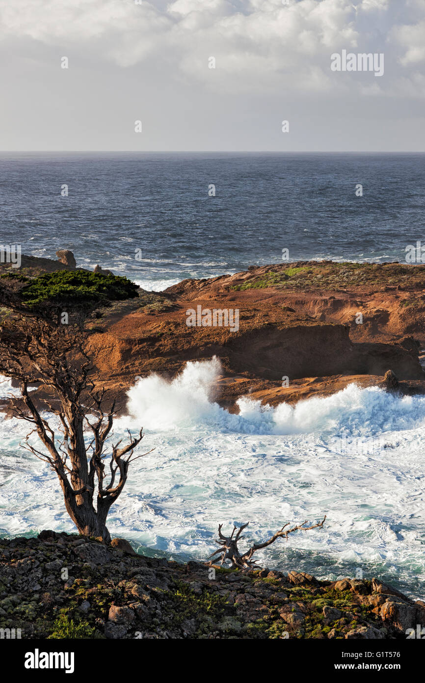 Monterey california point lobos whale hi-res stock photography and ...
