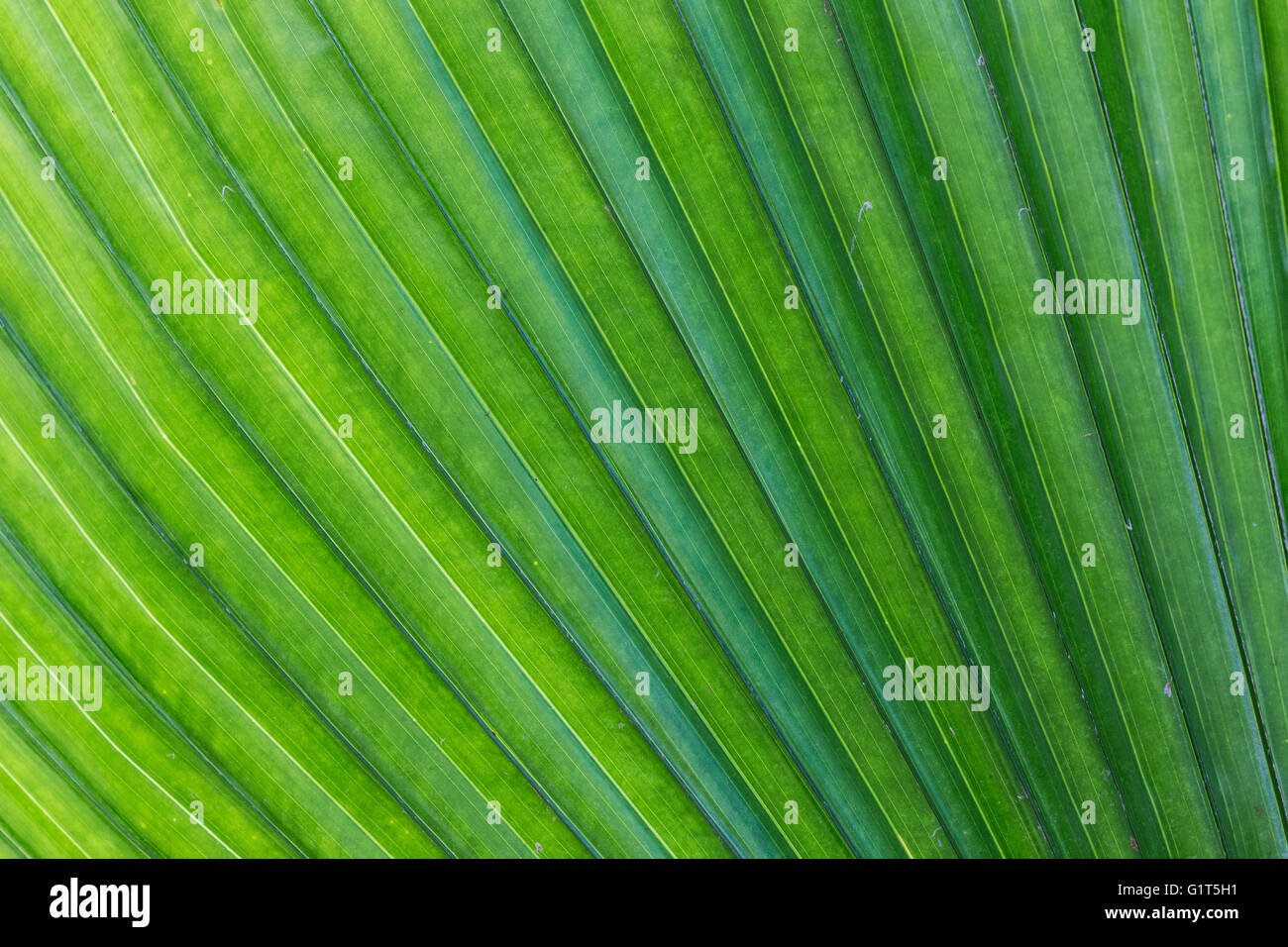 Palm leaf background Stock Photo - Alamy