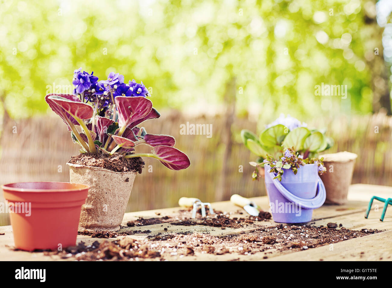Potted flower hi-res stock photography and images - Alamy