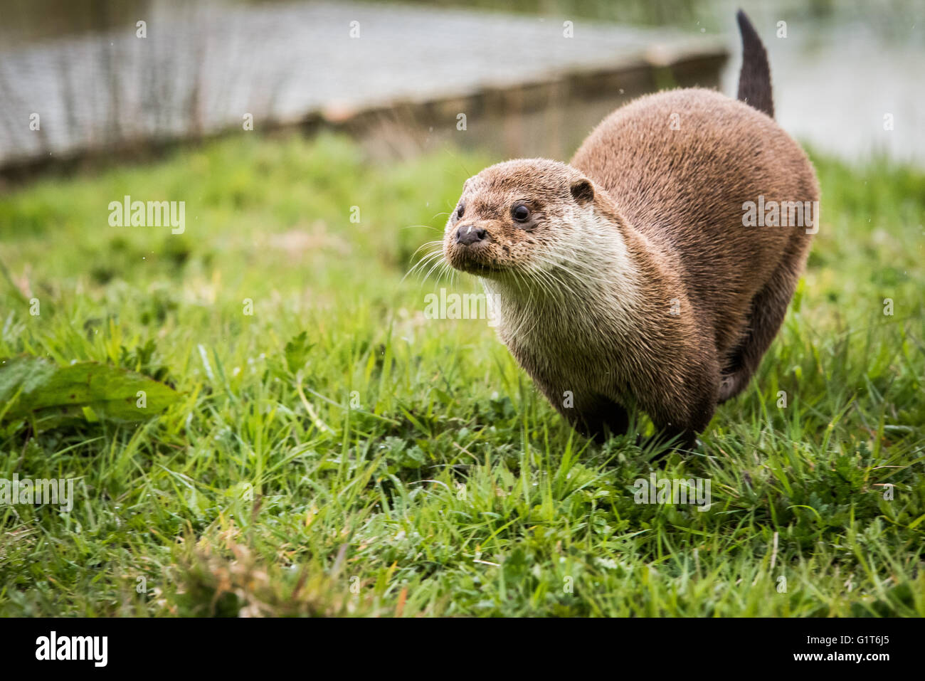 Running otter hi-res stock photography and images - Alamy