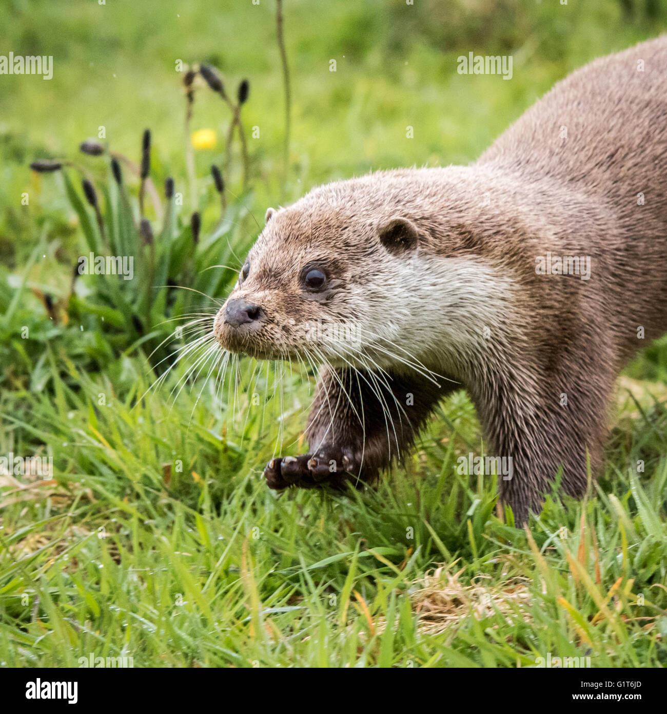Running otter hi-res stock photography and images - Alamy