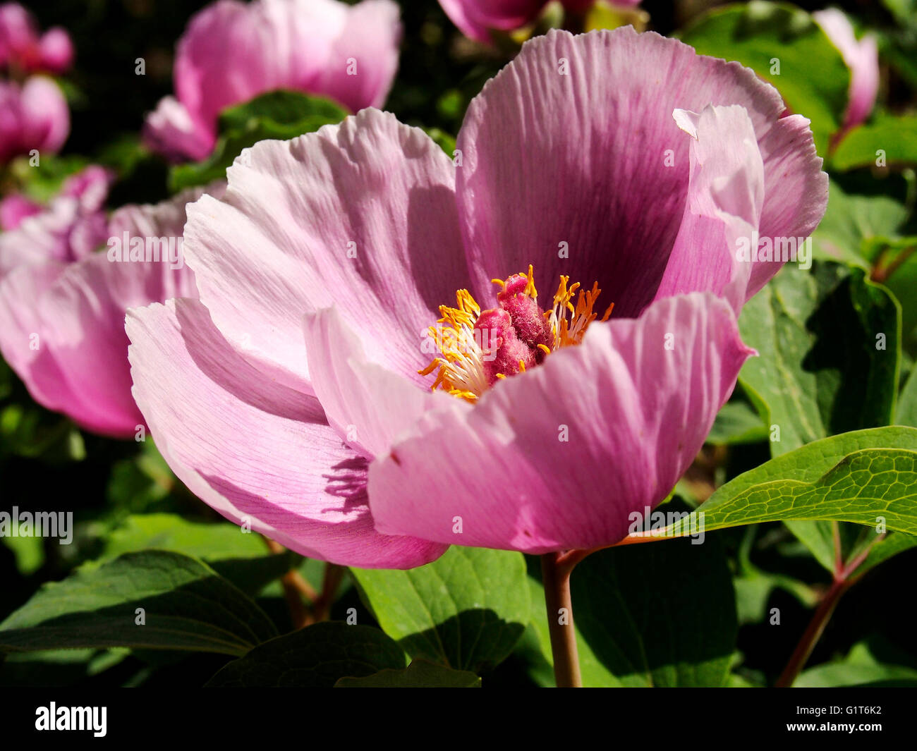 Peony 'Firelight', an herbaceous single hybrid bred by Saunders in 1950 ...