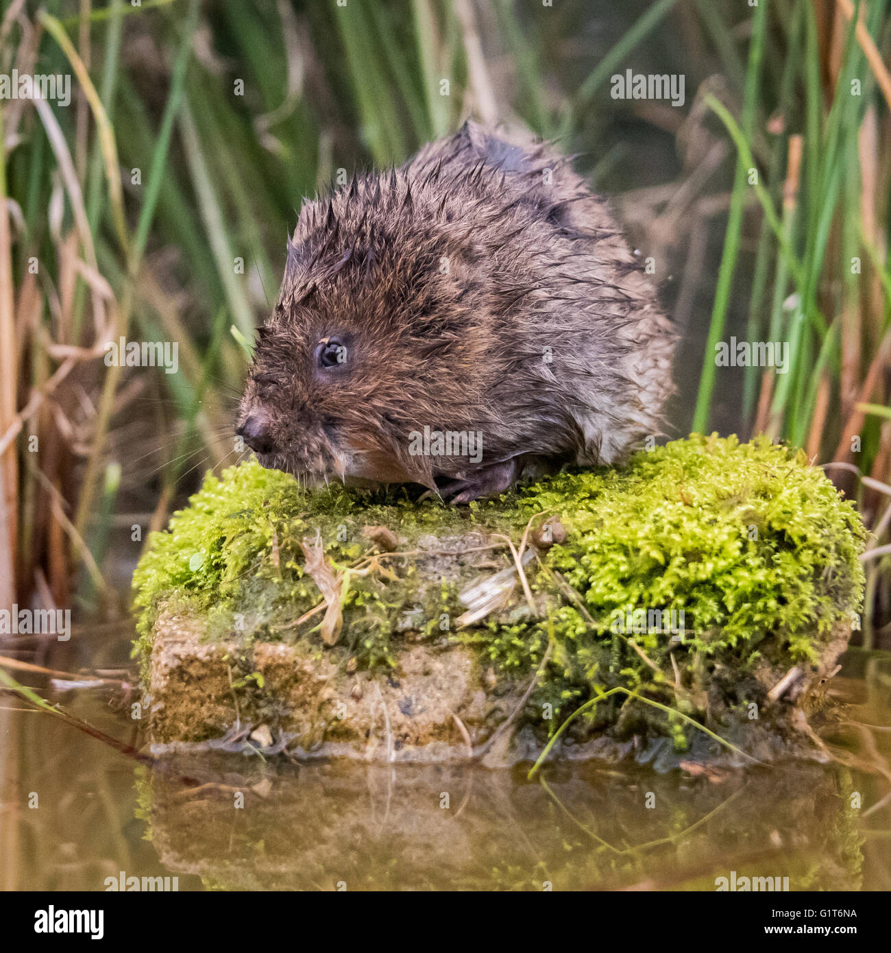 Water vole (Muroidea) resting on a rock Stock Photo - Alamy