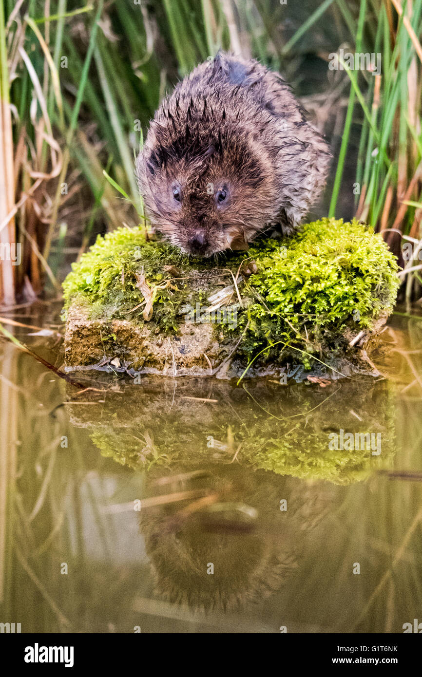 The water rat hi-res stock photography and images - Alamy