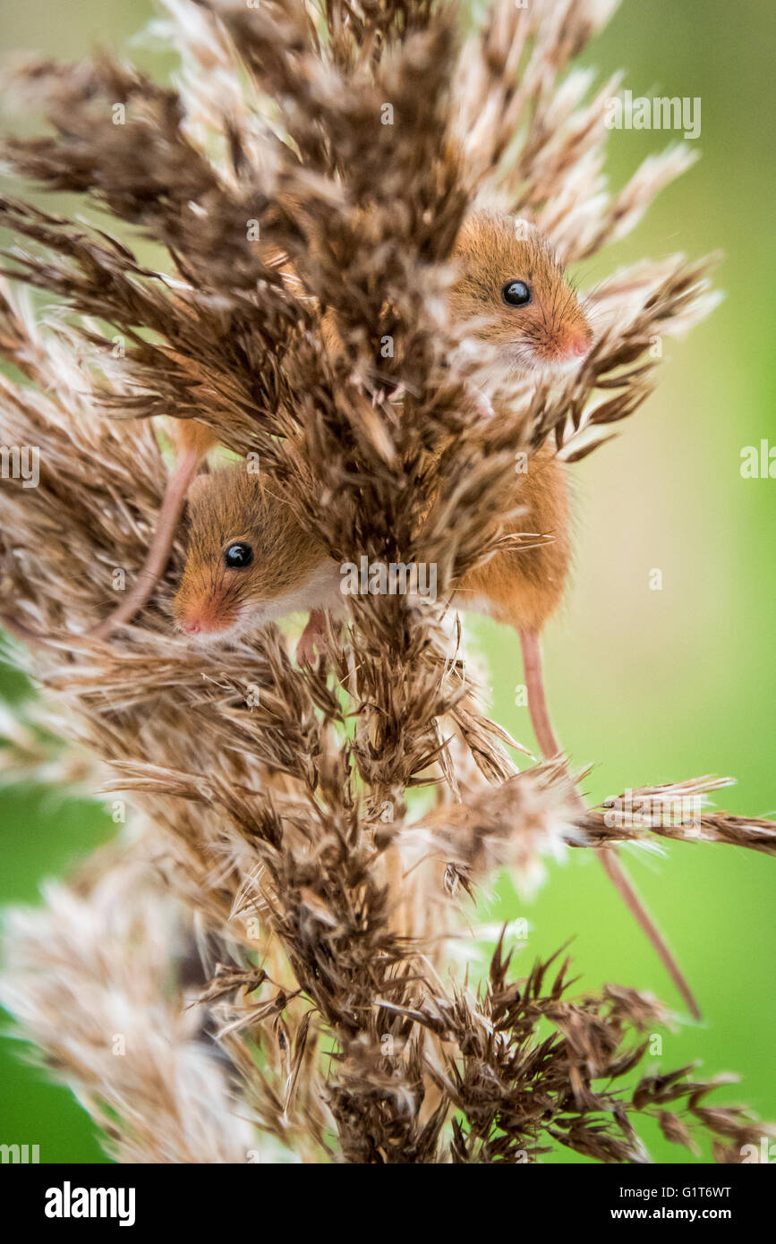Harvest Mouse Face High Resolution Stock Photography and Images - Alamy