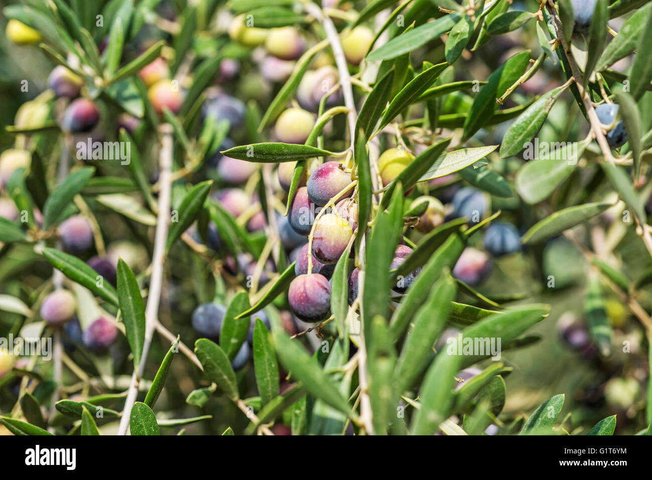 Olives on olive tree Stock Photo - Alamy