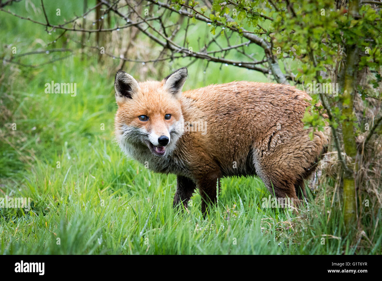 Fox appearing from behind a bush Stock Photo - Alamy