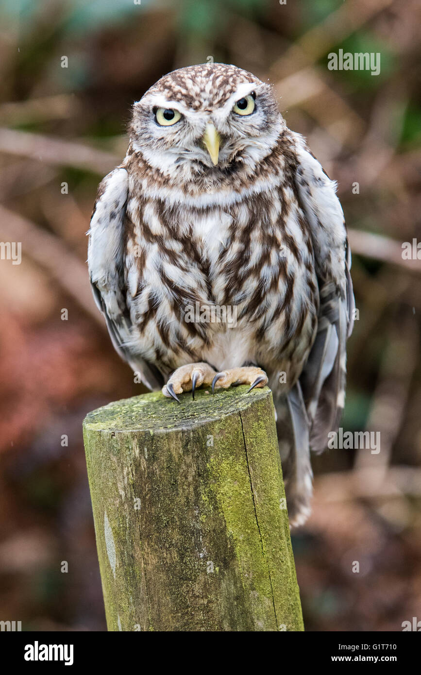Perched on fence hi-res stock photography and images - Alamy