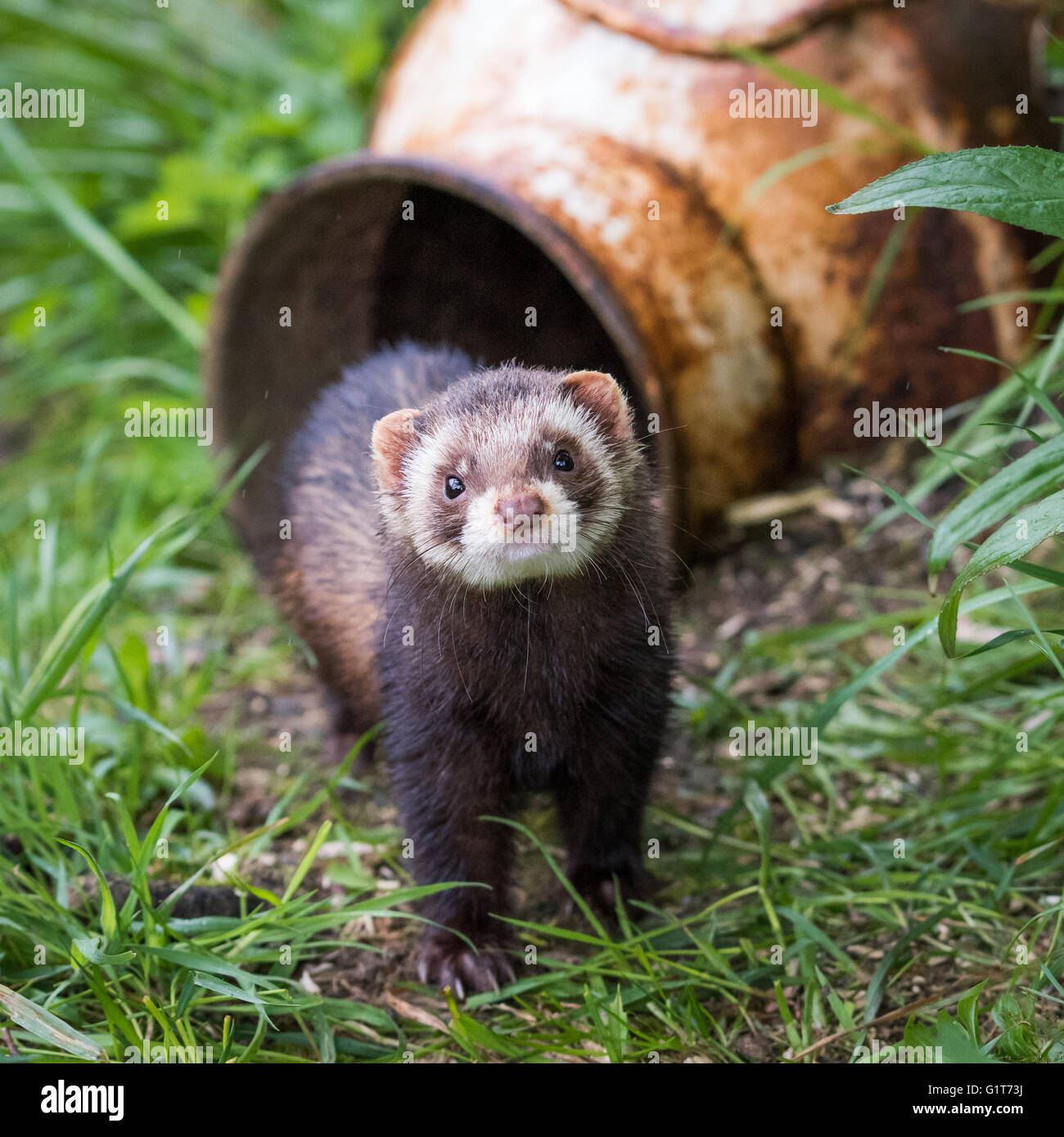 British Stoat showing character Stock Photo - Alamy