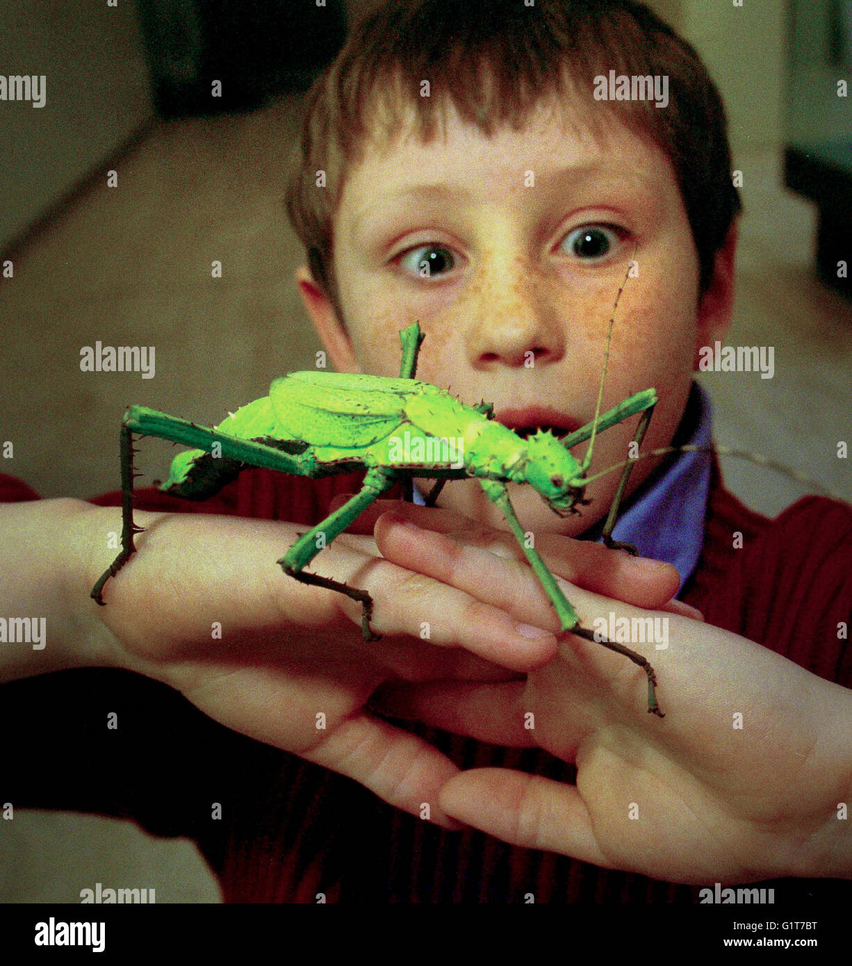 Bug museum hi-res stock photography and images - Alamy