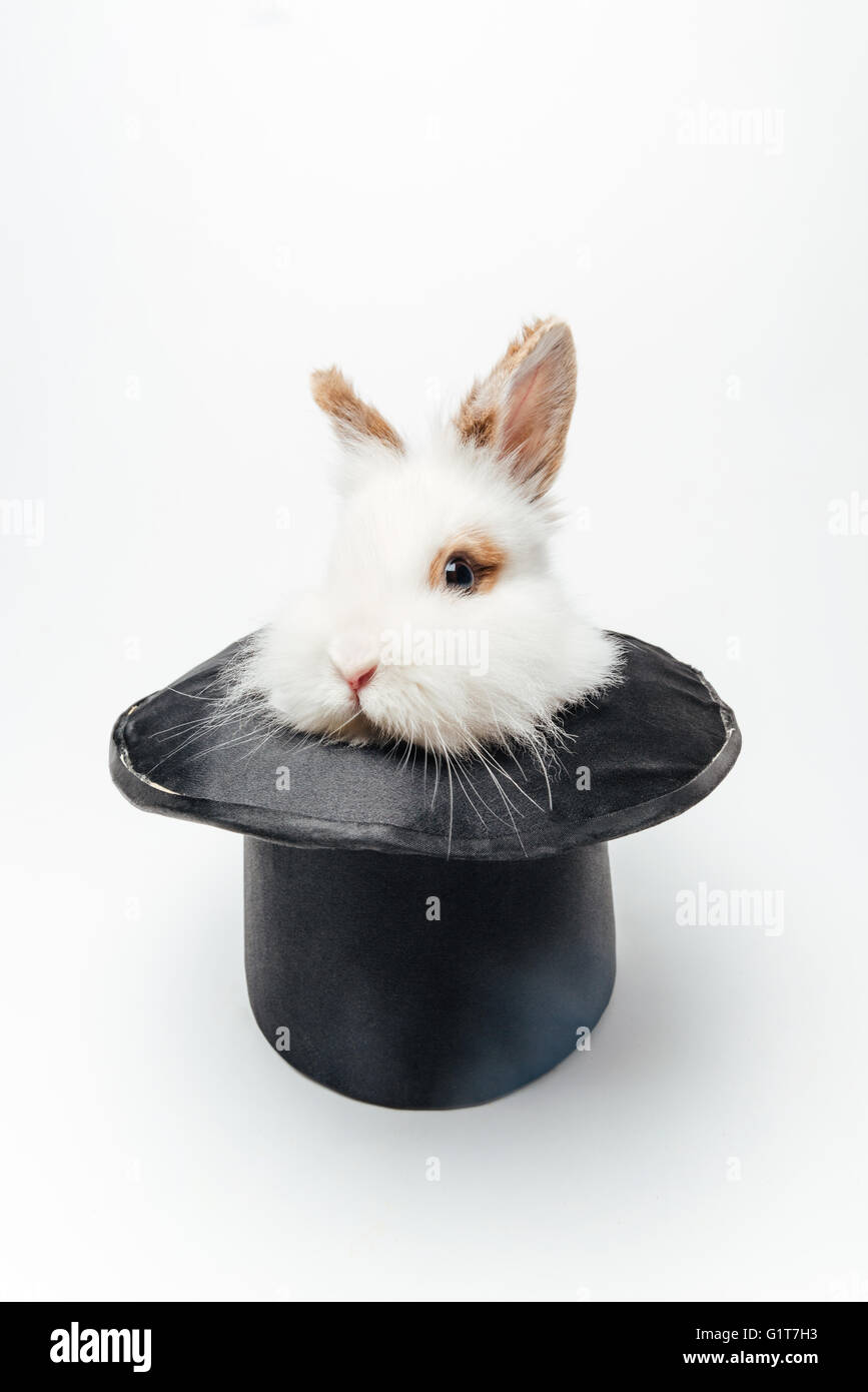 Funny rabbit in a hat isolated on a white background Stock Photo - Alamy