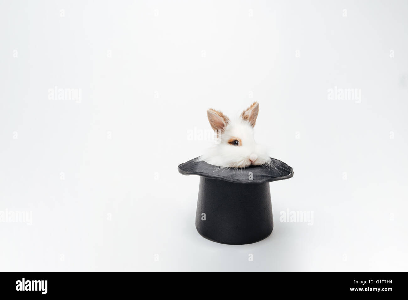 Funny rabbit in a hat isolated on a white background Stock Photo - Alamy