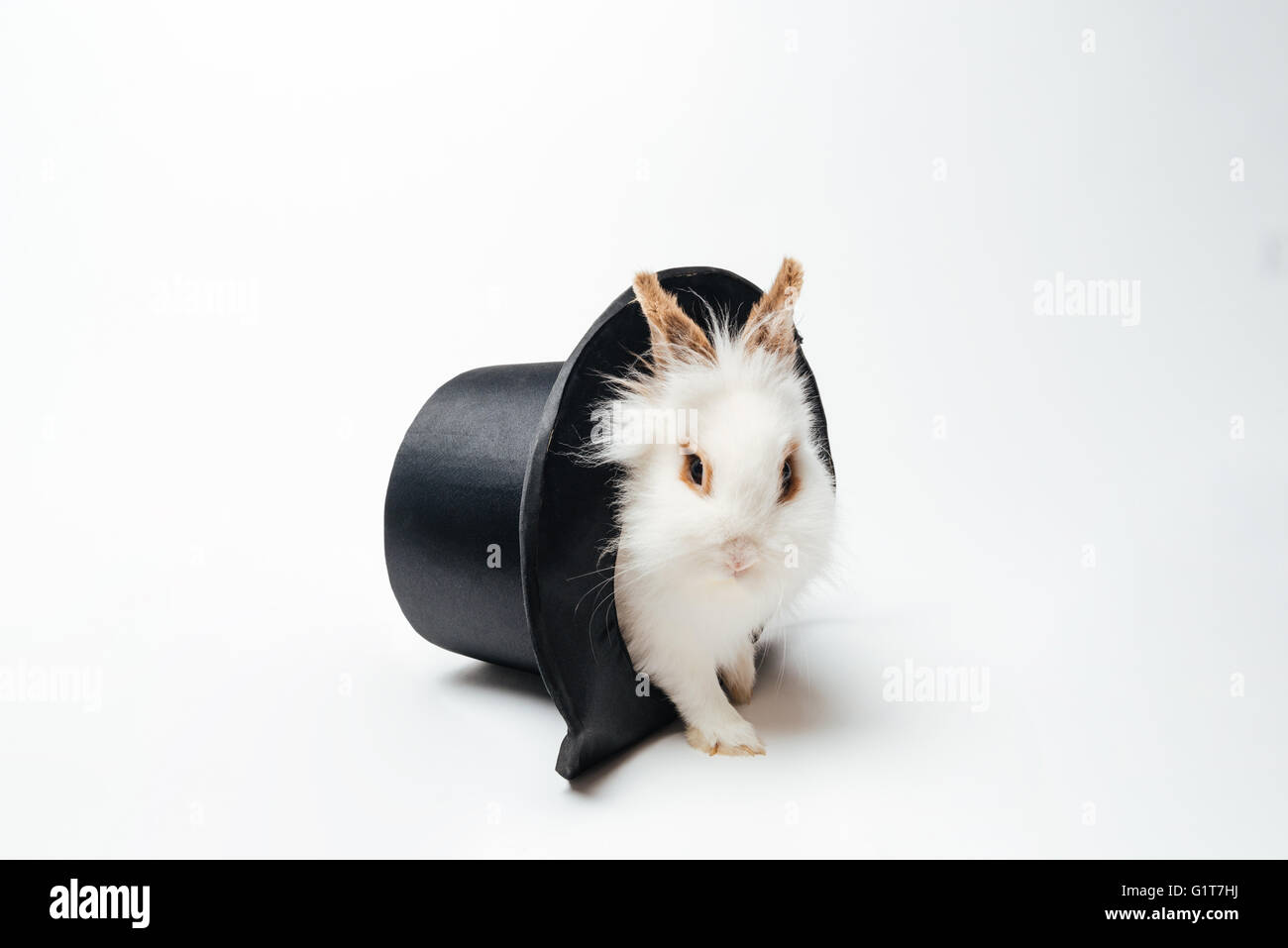 Rabbit in a hat isolated on a white background Stock Photo - Alamy
