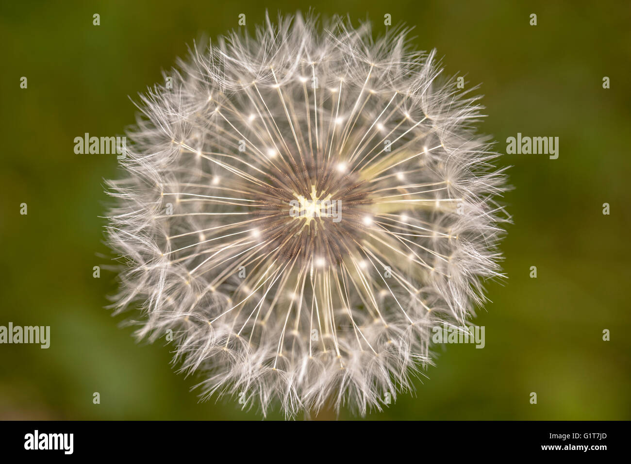 dandelion top view very closeup picture, green background Stock Photo ...