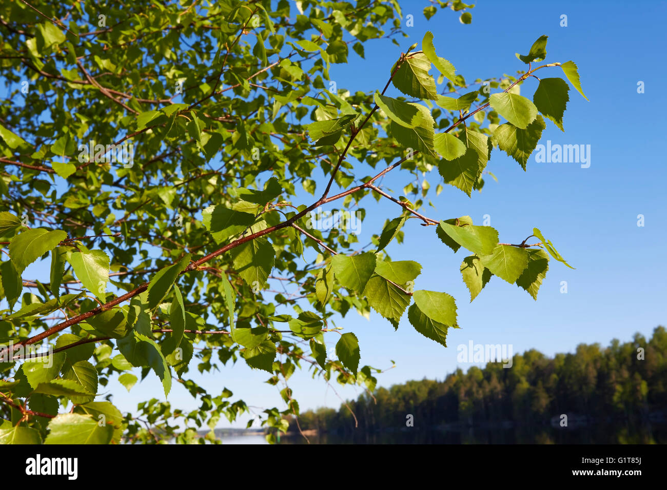 Tree Branch With Leaves