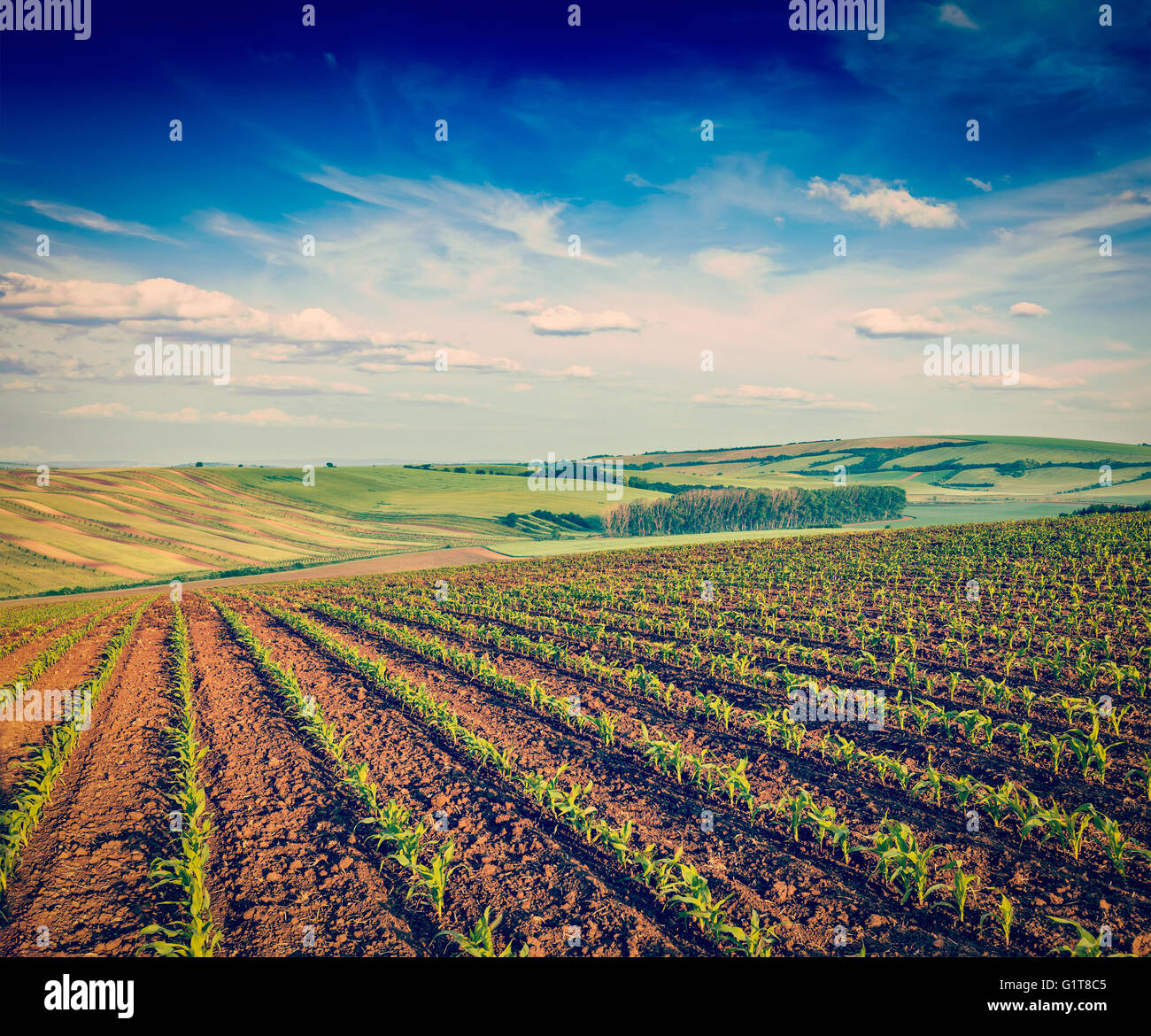 Rolling fields of Moravia Stock Photo - Alamy