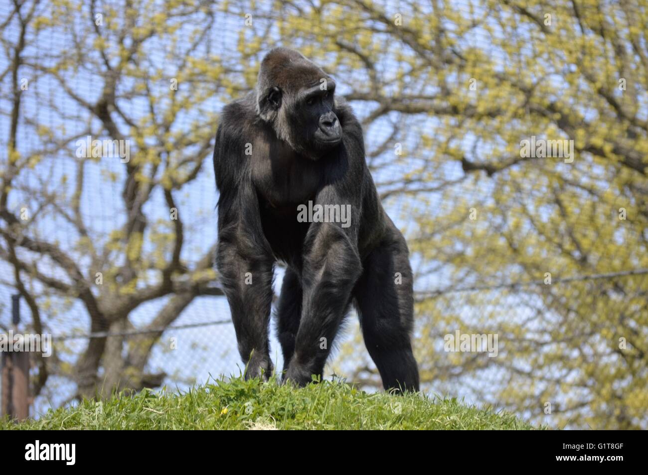 Gorilla watch hi-res stock photography and images - Alamy