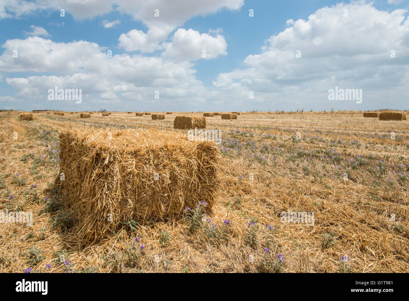 Wheat haystack in field Stock Photo - Alamy