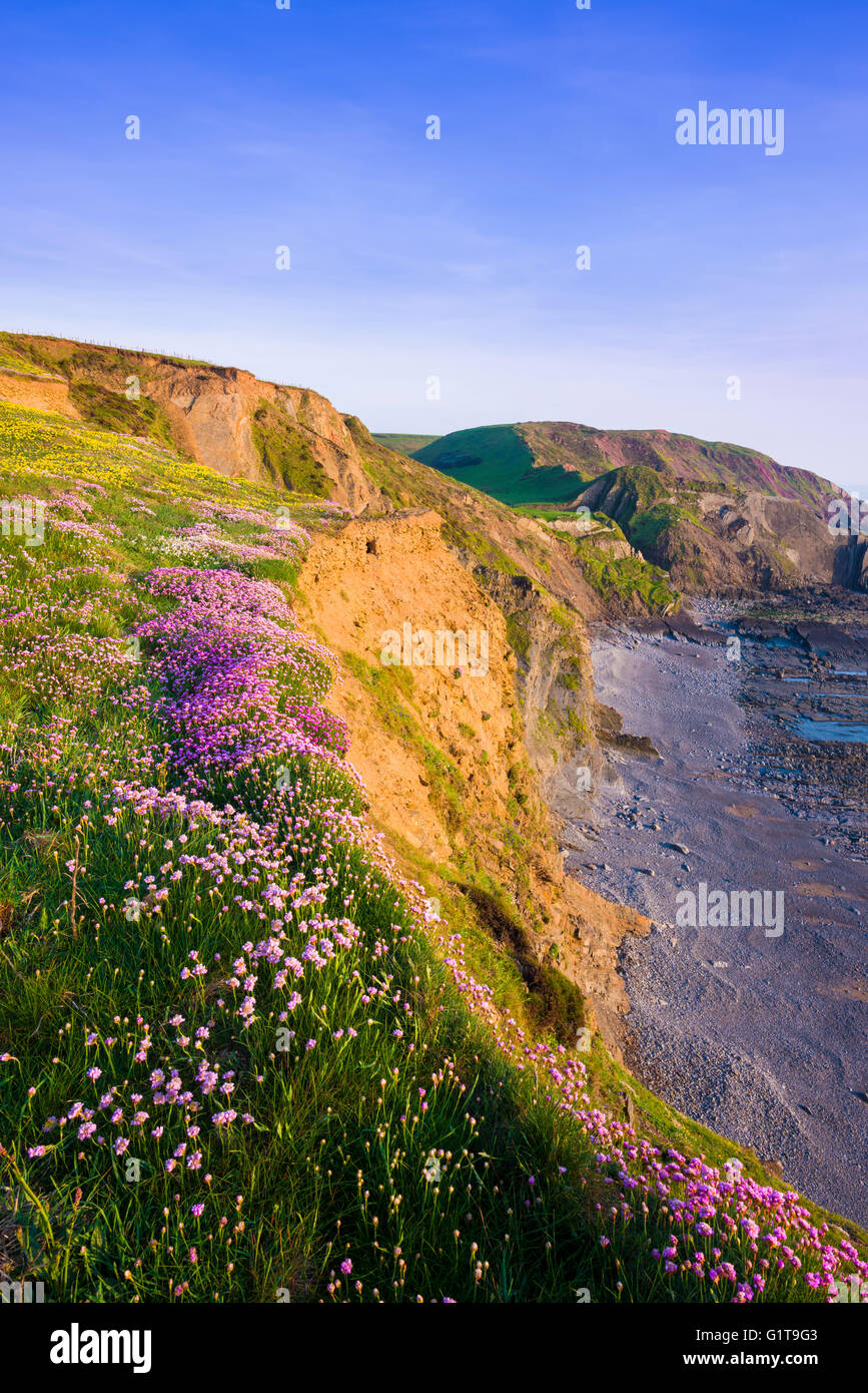Wildflowers cliff hi-res stock photography and images - Alamy